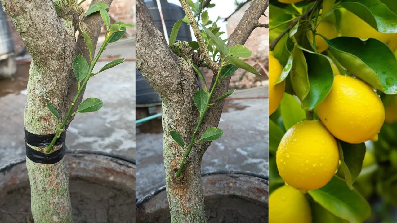 Lemon Grafting New Techniques (100% Success) | How To Graft Lemon Tree ...