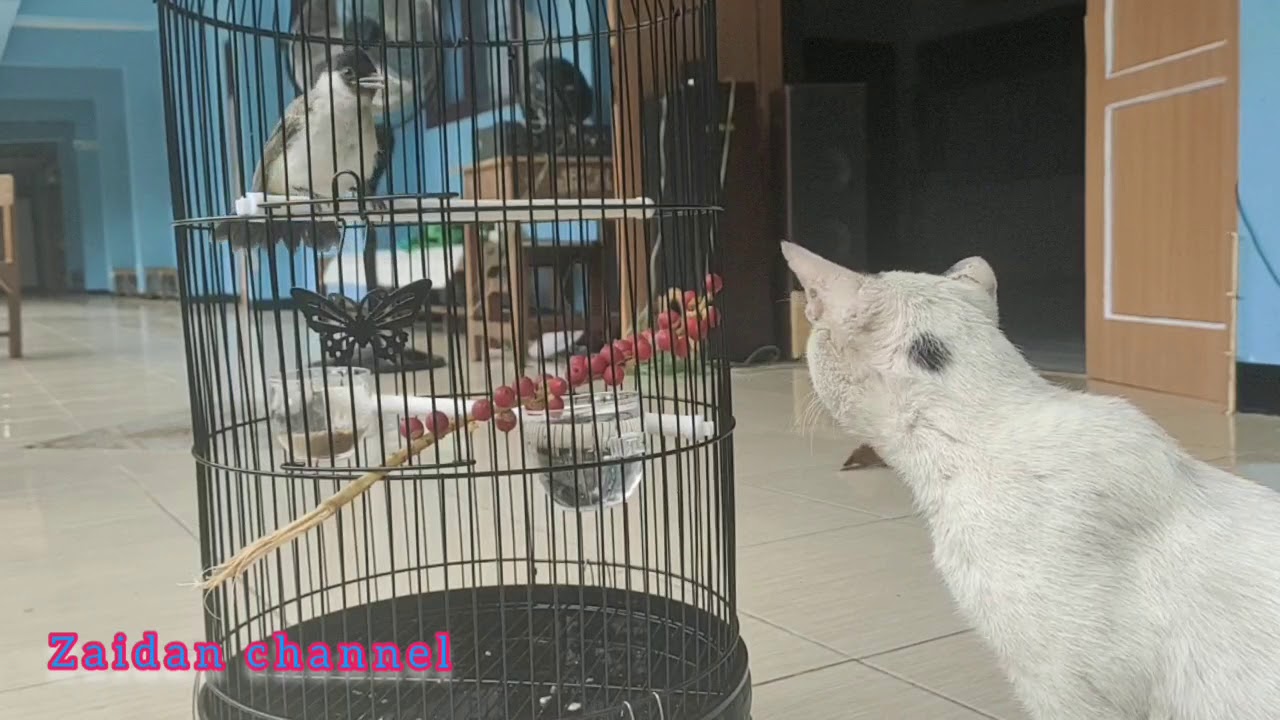 Anak kutilang - YouTube