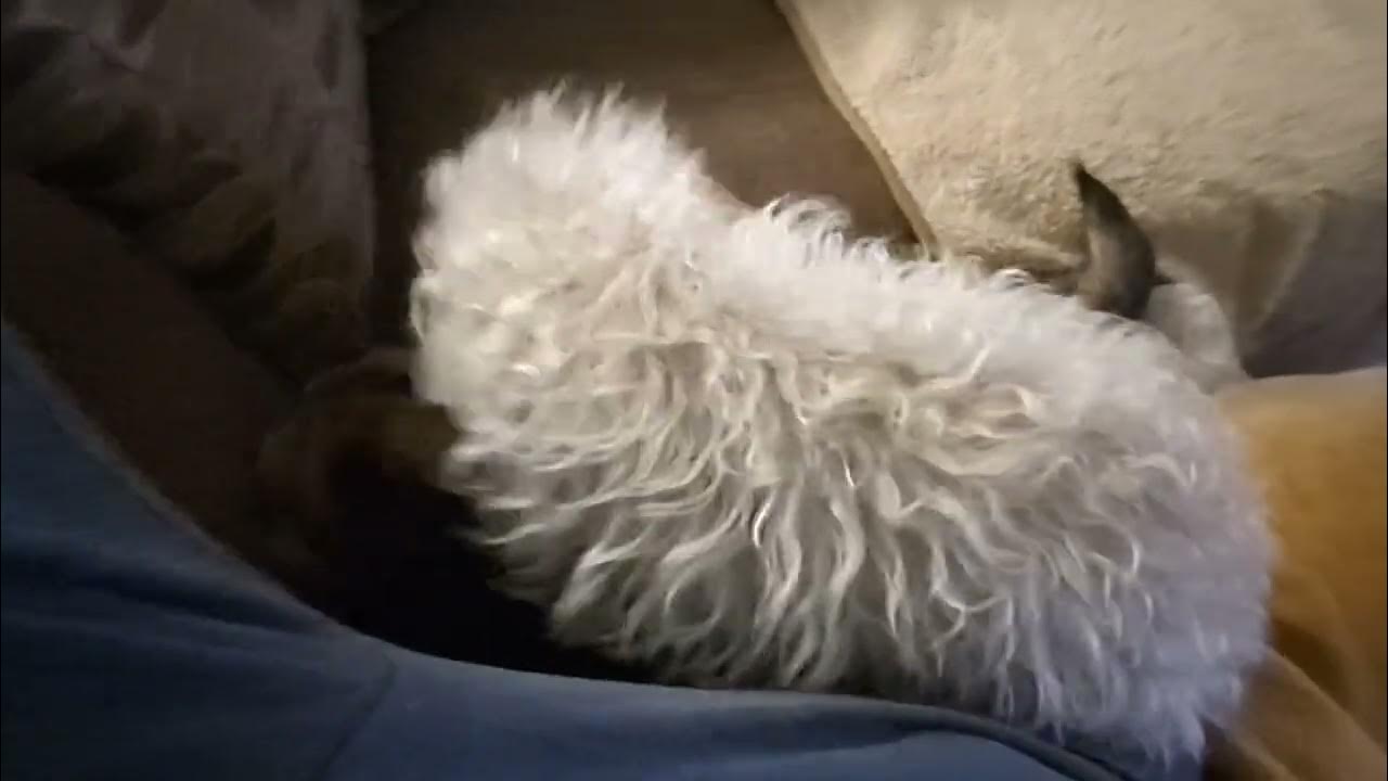 Oscar & Dash lazy play - YouTube