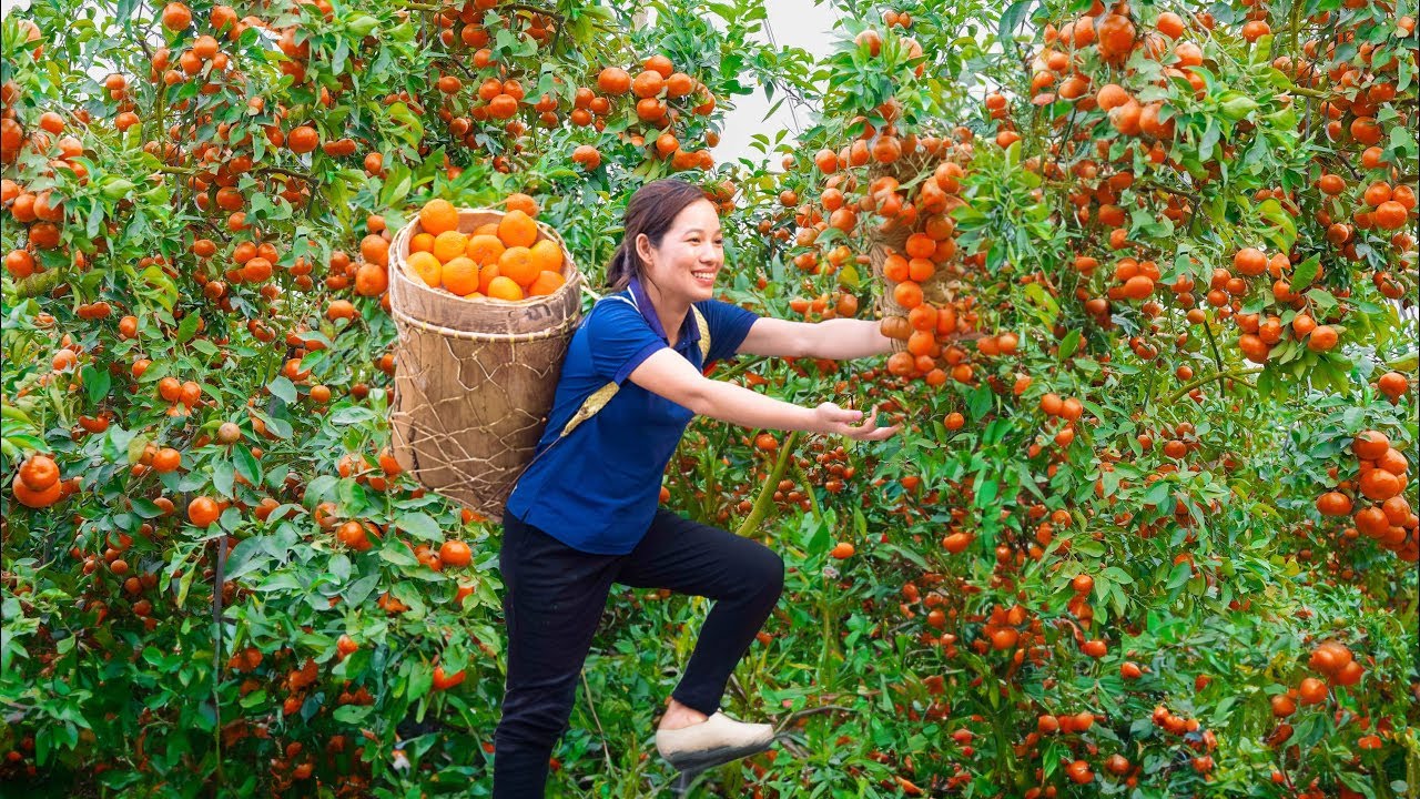 BREAKING! Harvesting a lot of Sweet, Juicy Red Tangerines | 45 days of ...