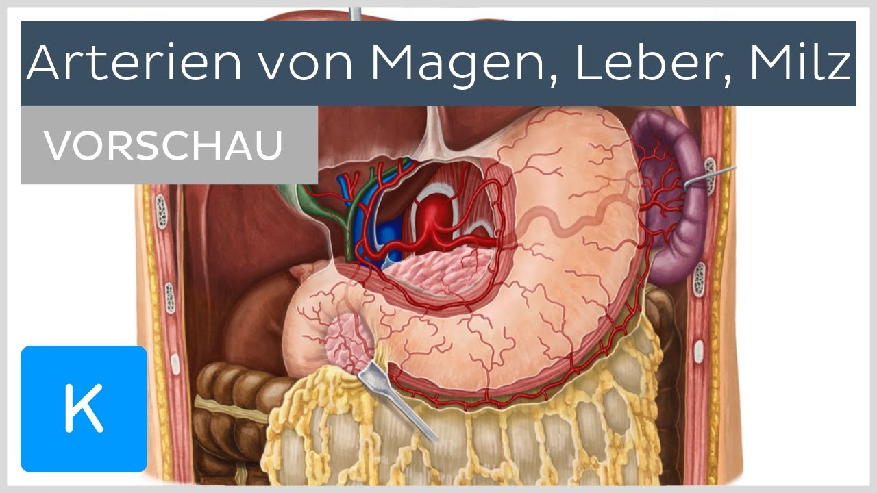 Blutversorgung: Arterien von Magen, Leber und Milz (Vorschau) | Kenhub ...