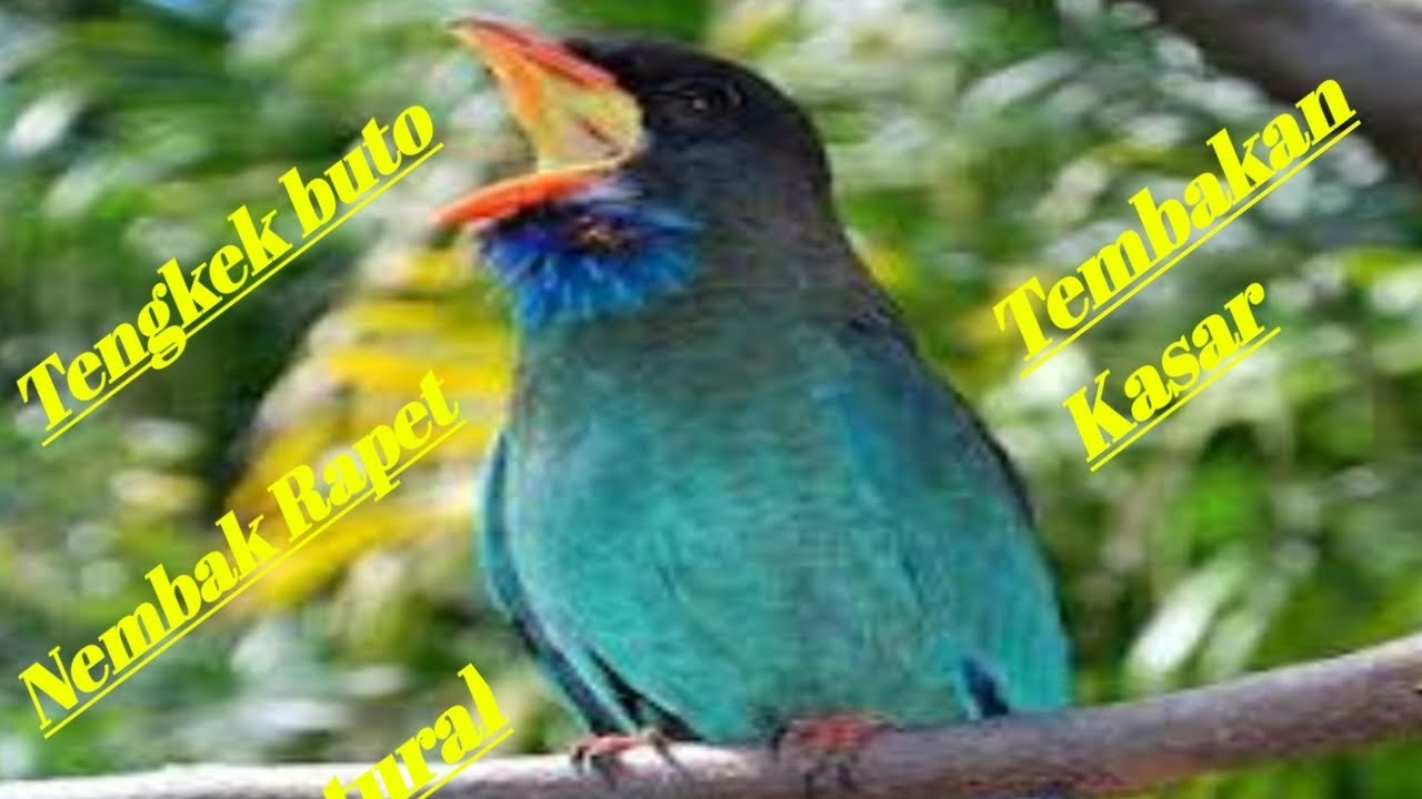 Burung Tengkek Buto Gacor Suara Kasar Masteran Ampuh Raja Kicau ...
