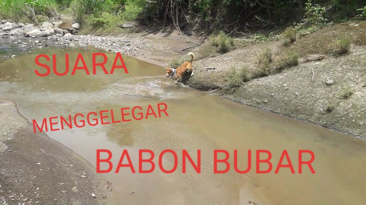 Rombongan Predator(biawak)Babon Pada Bubar...!!! Mendengar Suara Jecky😱 ...