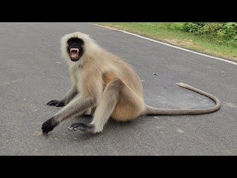 Angry Monkey on the Road 🐒😱 | Wild Monkey Encounter & Amazing Wildlife Moment #Wildlife #Monkey