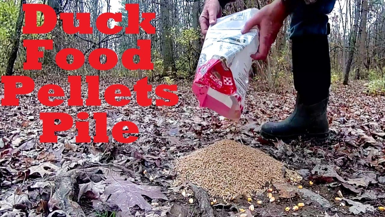 Left a pile of Duck Food Pellets in the woods. Trail camera caught the ...