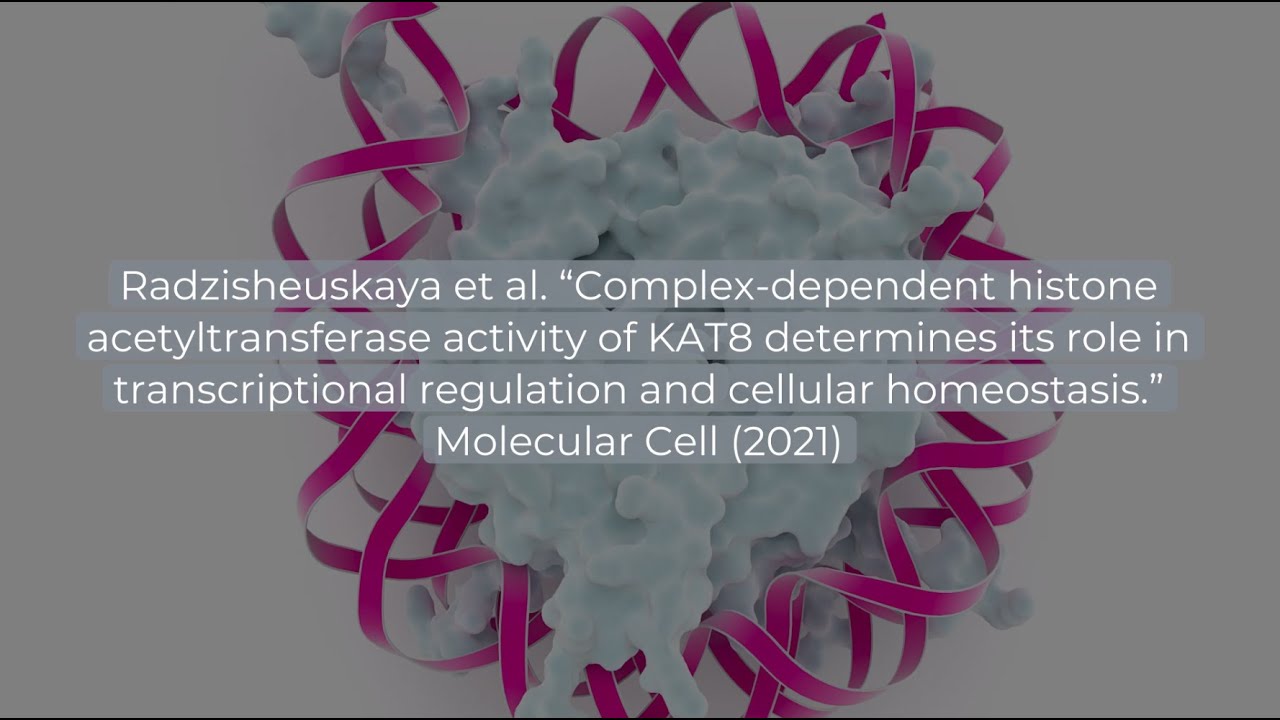KAT8 displays complex-dependent histone acetyltransferase activity ...