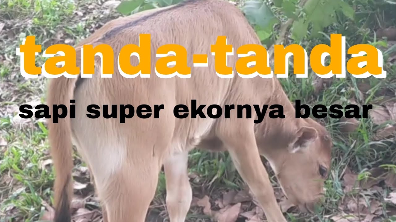 tanda-tanda sapi super ekornya besar - YouTube