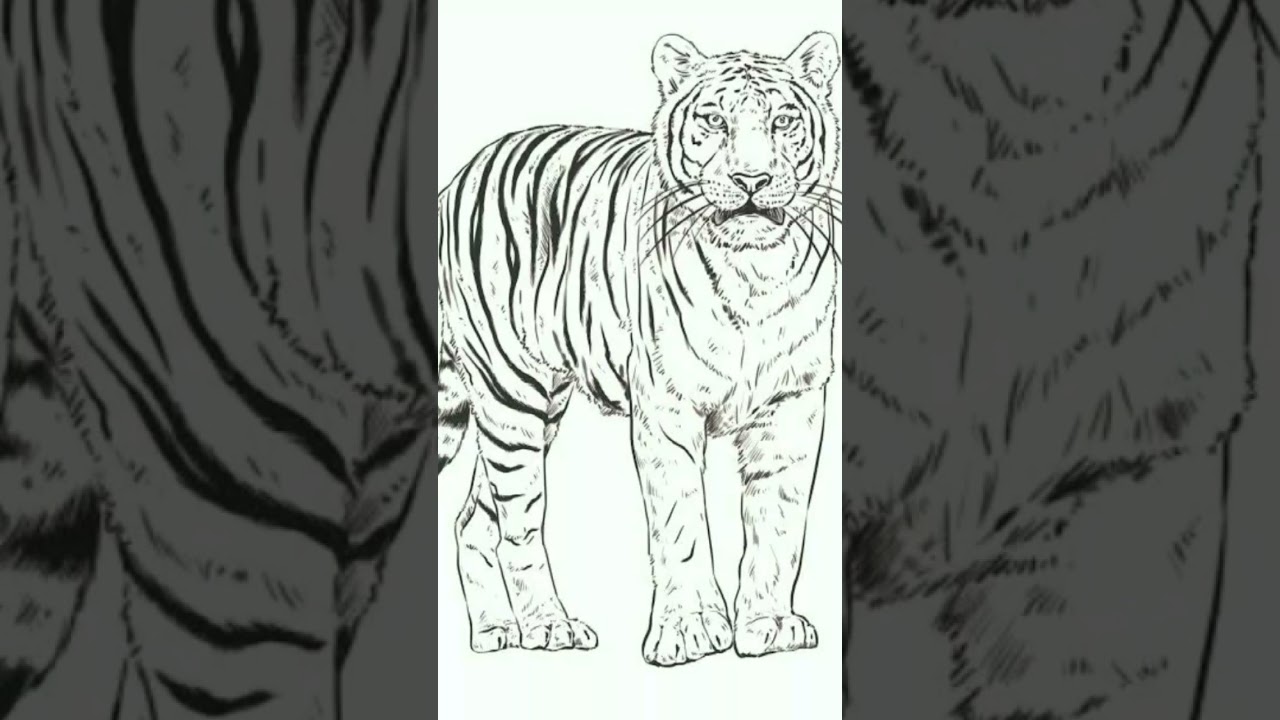 Full body Tiger drawing. - YouTube