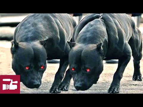TOP 10 RAZAS DE PERROS MAS MORTALES DE LA HISTORIA - YouTube