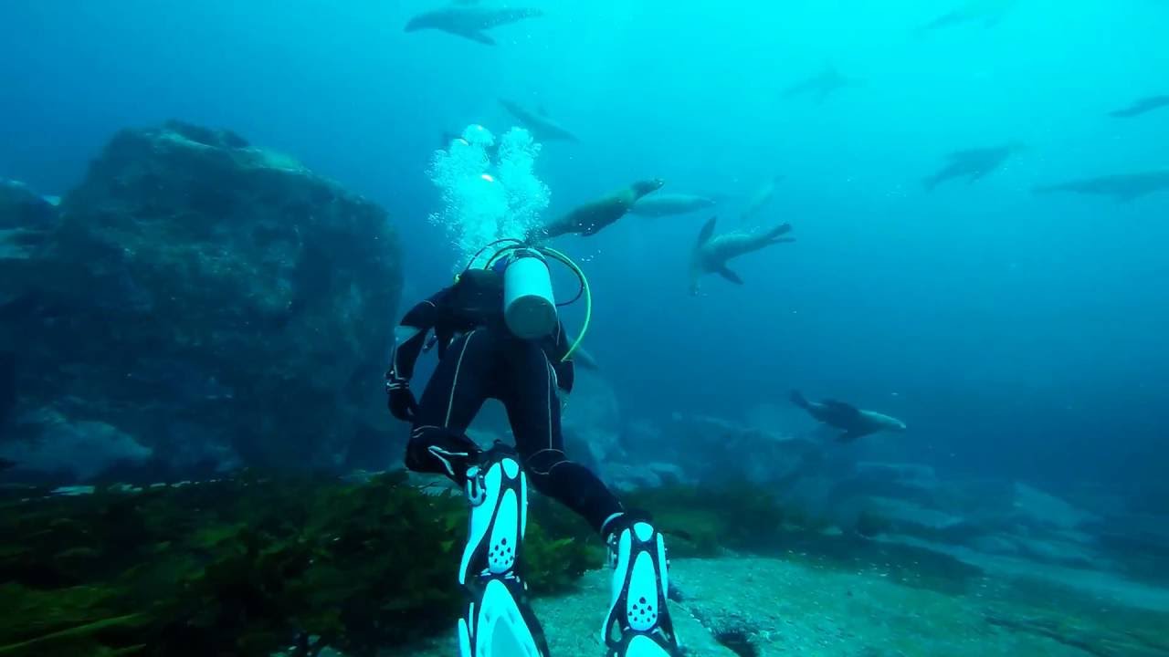 Narooma Seal Dive 2016 - YouTube