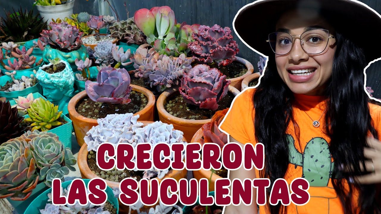 una tarde limpiando mis suculentas grandes mientras llueve │Candy Bu ...