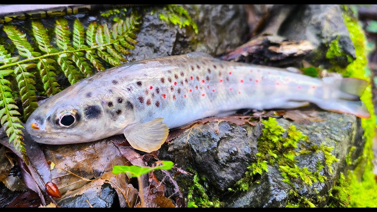 Fishing on small mountain streams in search of rare Danube brown trout ...