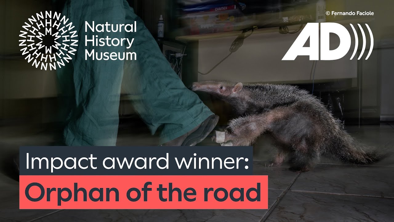 Orphan of the Road: Impact Award Winner | Wildlife Photographer of the ...