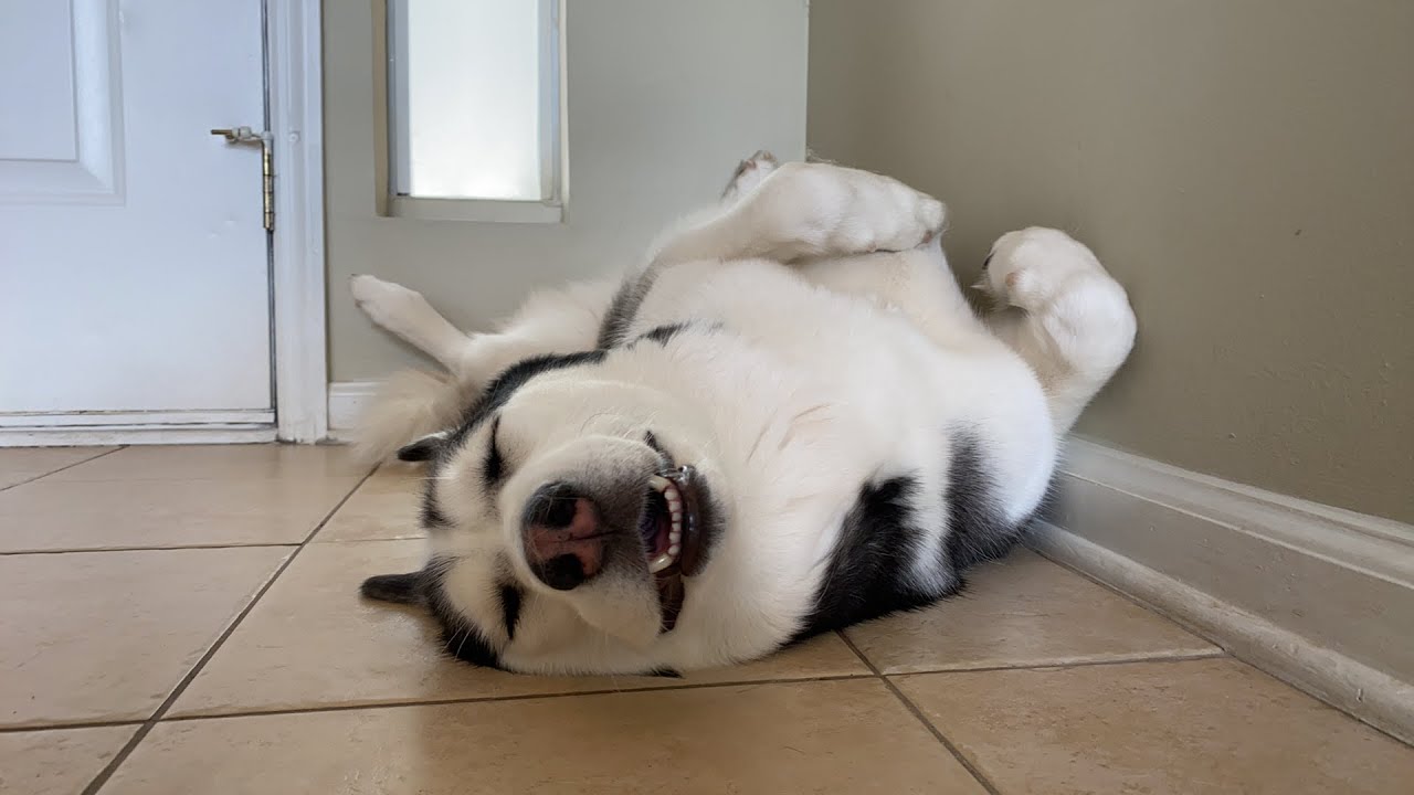 Sixty Formula Live! (Hila Sleeping Crazy) - YouTube