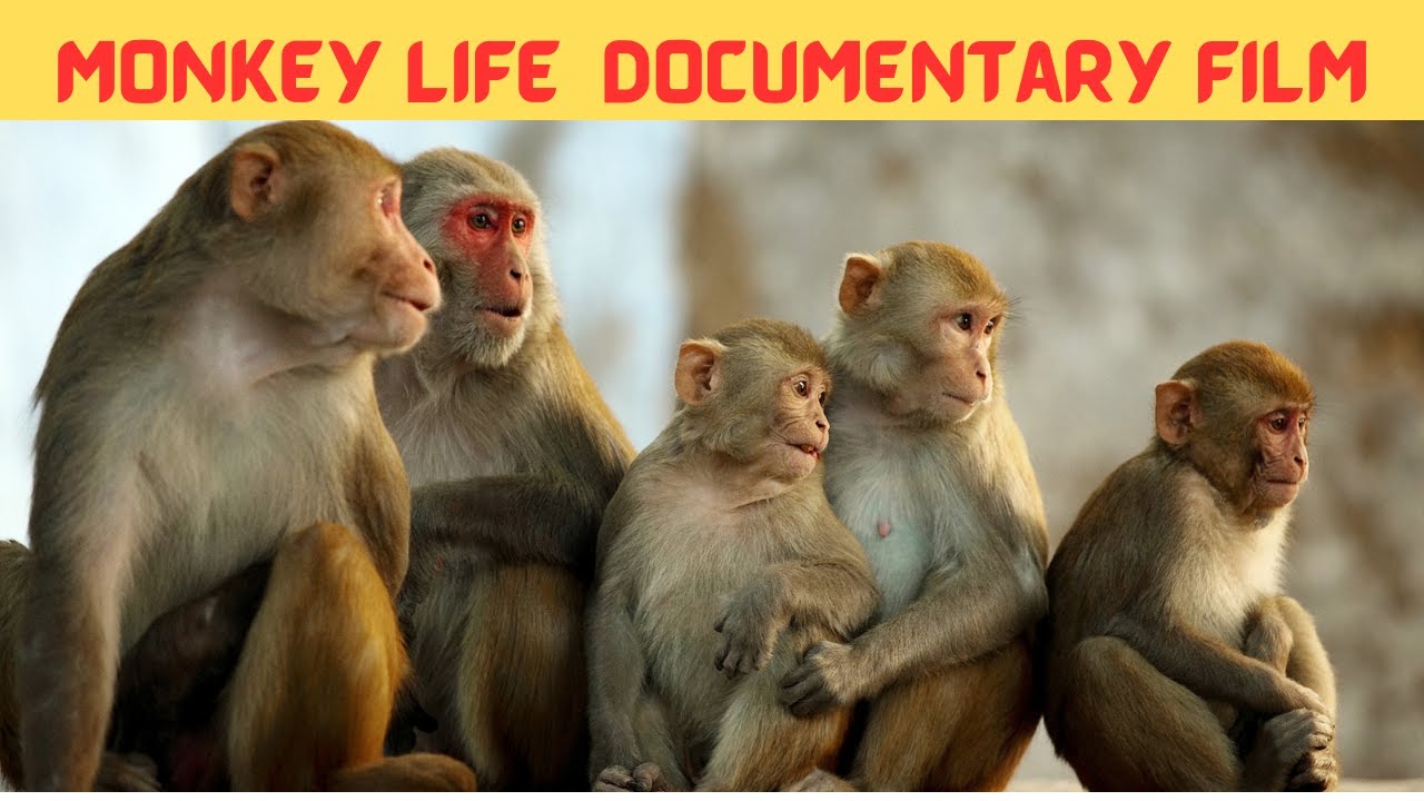 The Monkey Life Documentary Film हिंदी में : Monkey Baby Bon Bon Plays ...