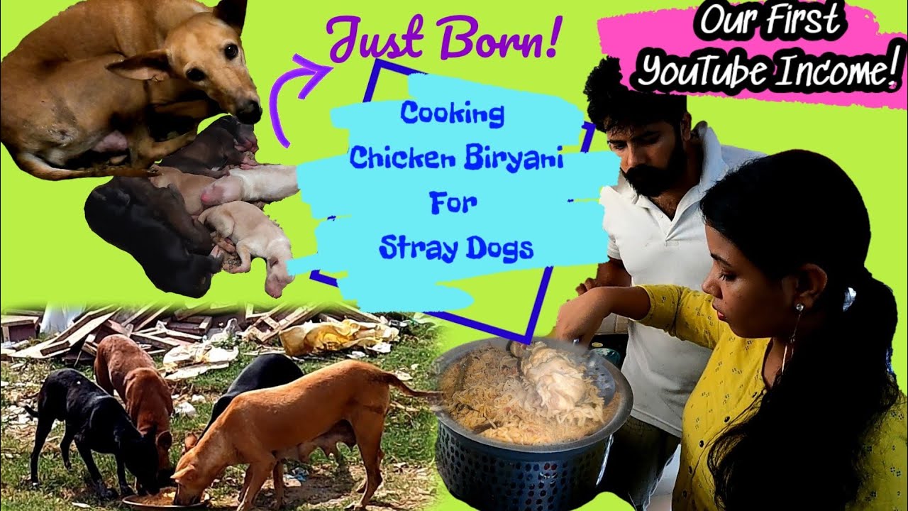 Cooking Chicken biryani for stray dogs with Our First YouTube Income ...