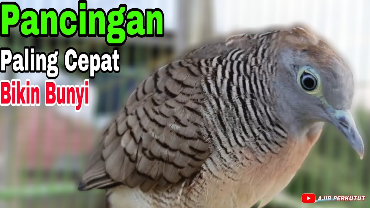 PERKUTUT PANCINGAN TERBAIK DAN JUARANYA BIKIN BURUNG IKUTAN NYAUT - YouTube