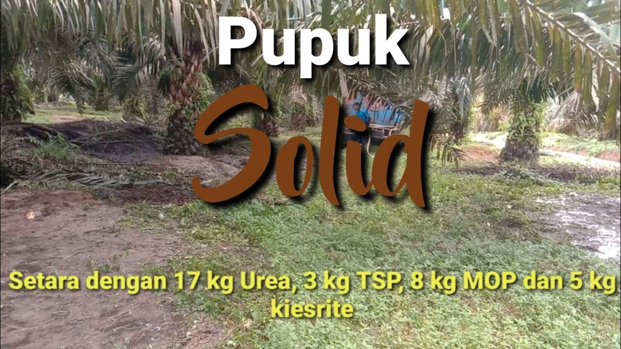 inilah!! manfaat solid untuk sawit//pupuk kelapa sawit terbaik - YouTube