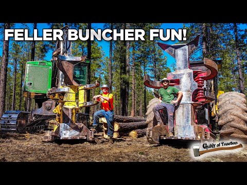 These CRAZY Machines Can Cut 800 Trees Per Day!