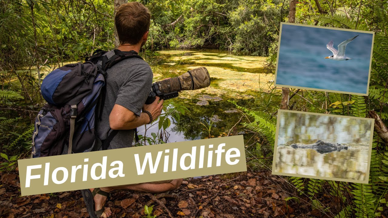 Photographing FLORIDA WILDLIFE in its various ecosystems. ALLIGATORS ...