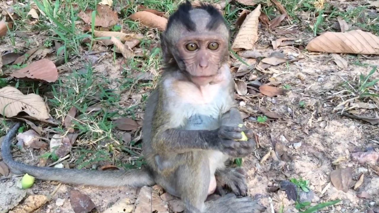 Poor Baby Monkey Get Food Much For Today - Tube BBC - YouTube