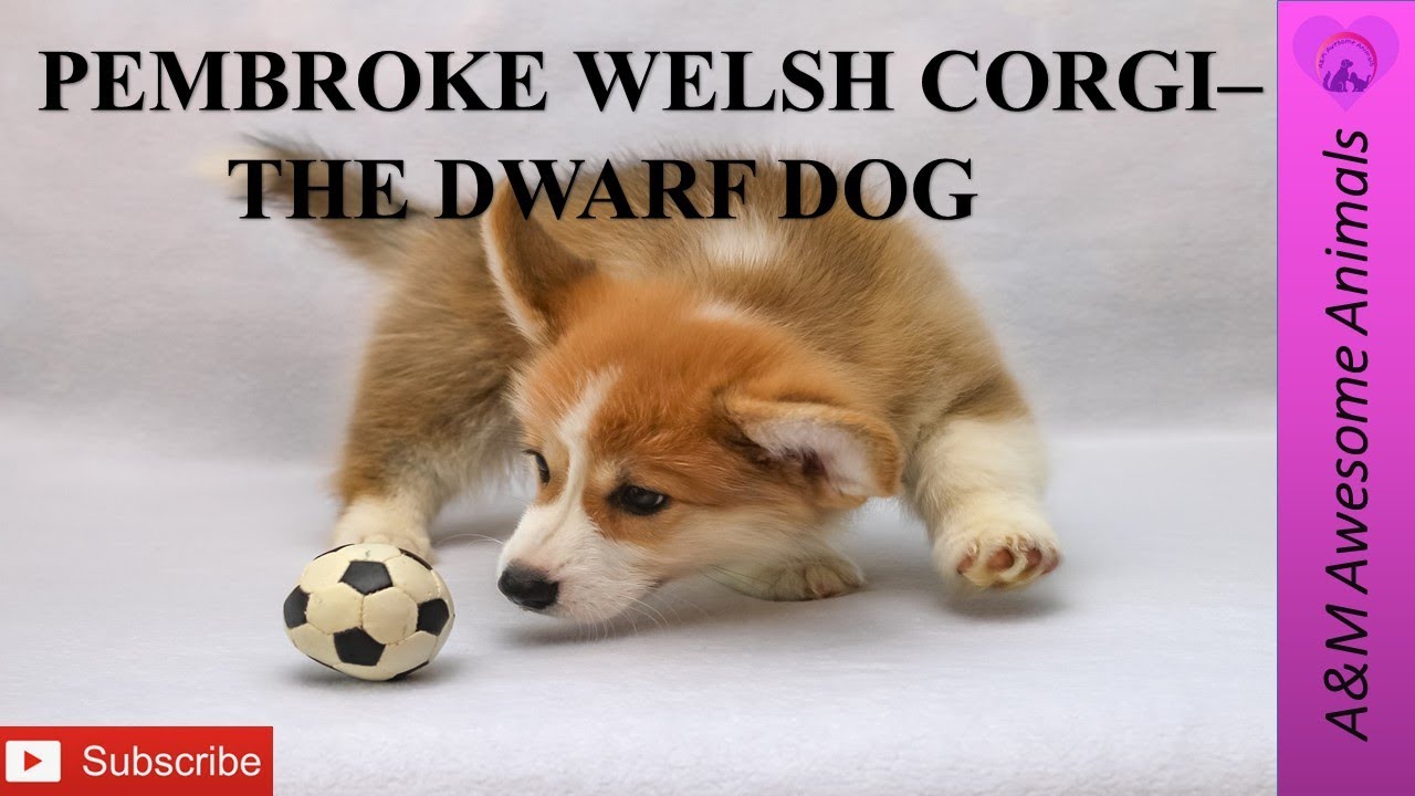 Pembroke Welsh Corgi - The Dwarf Dog - YouTube