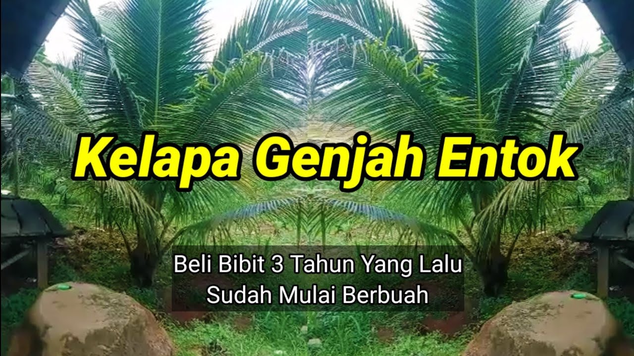 Kelapa Genjah Entok Setelah 3 Tahun Tanam - YouTube