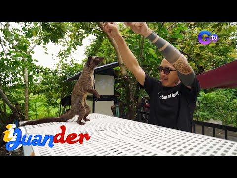 Lalaki sa Albay, may alagang musang! | I Juander
