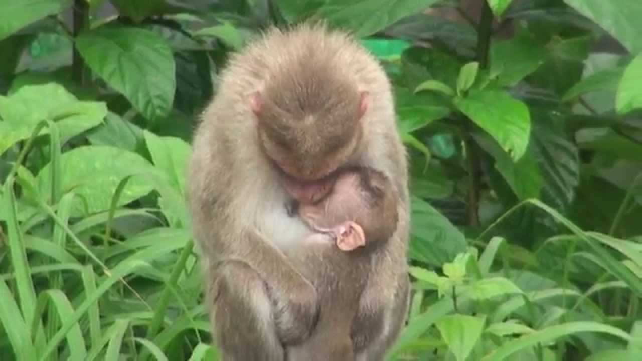Monkey protects Baby Monkey in rain heart touching video - YouTube