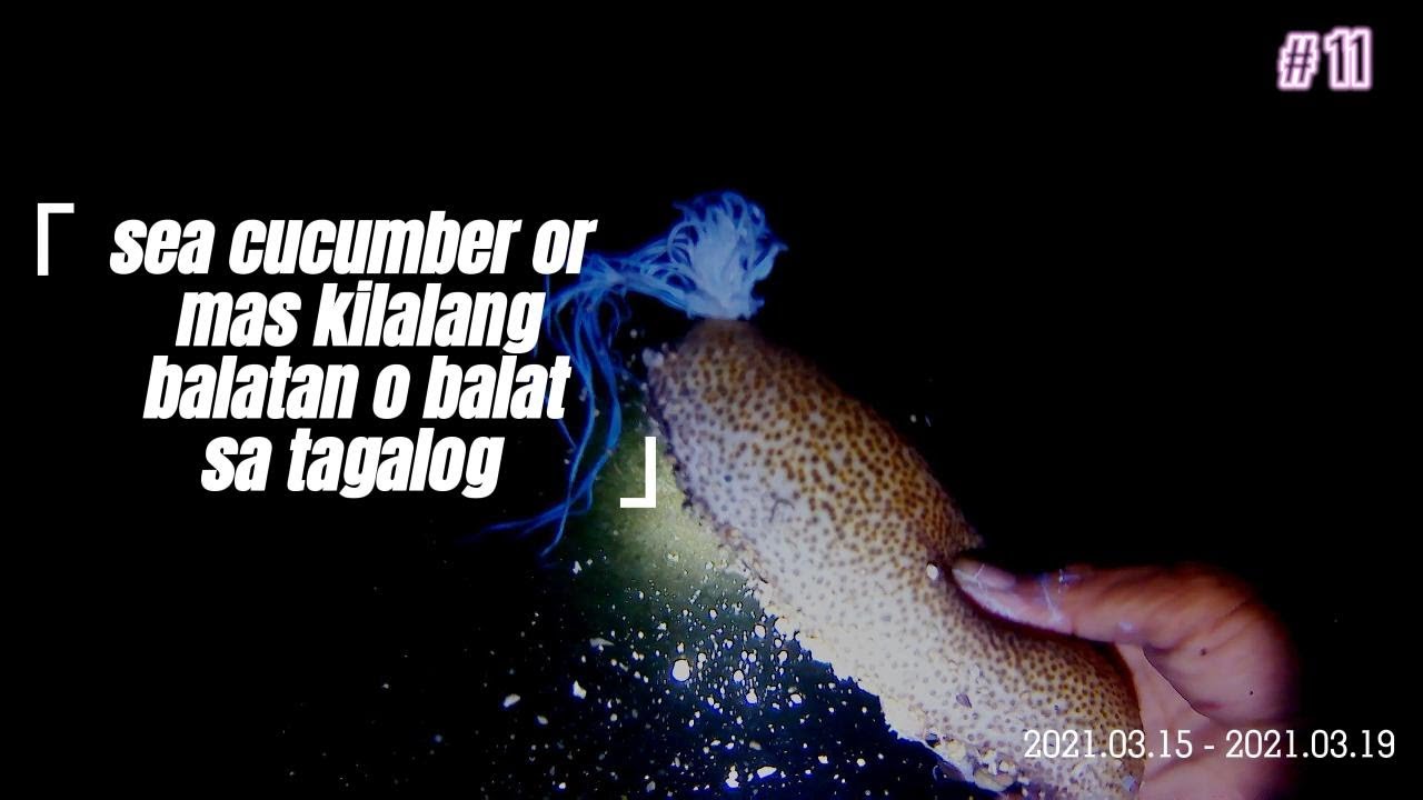 Sea Cucumber O Mas Kilalang Balatan O Balat Sa Tagalog, Epesode 11: Nag ...