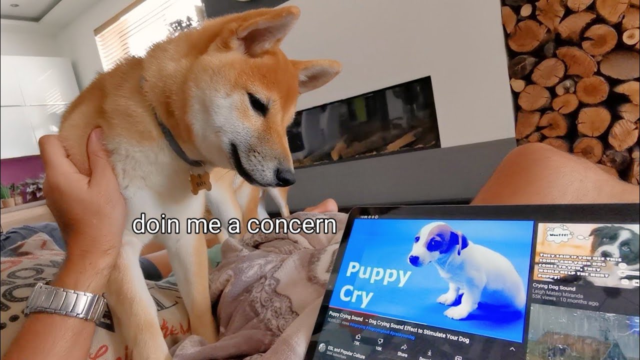 Shiba Inu Puppy React To Crying Puppy Sounds from Tablet - YouTube