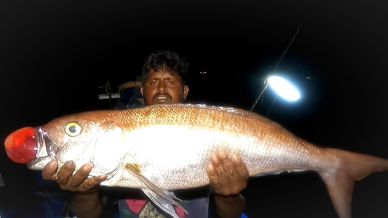 Catching Rosy Snapper Fish, Blubberlip Snapper & Diamond Trevally Fish ...