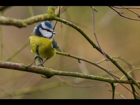 Bird Watch Ireland Limerick - YouTube