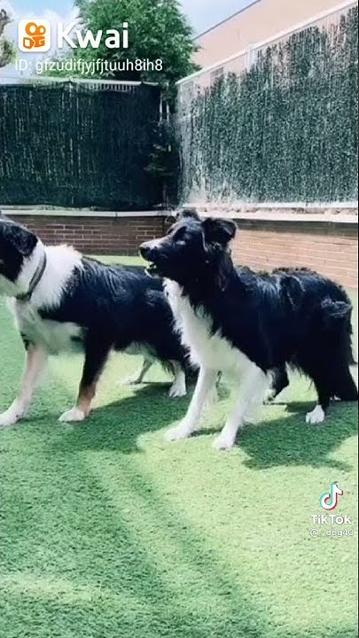 meus cachorros - YouTube