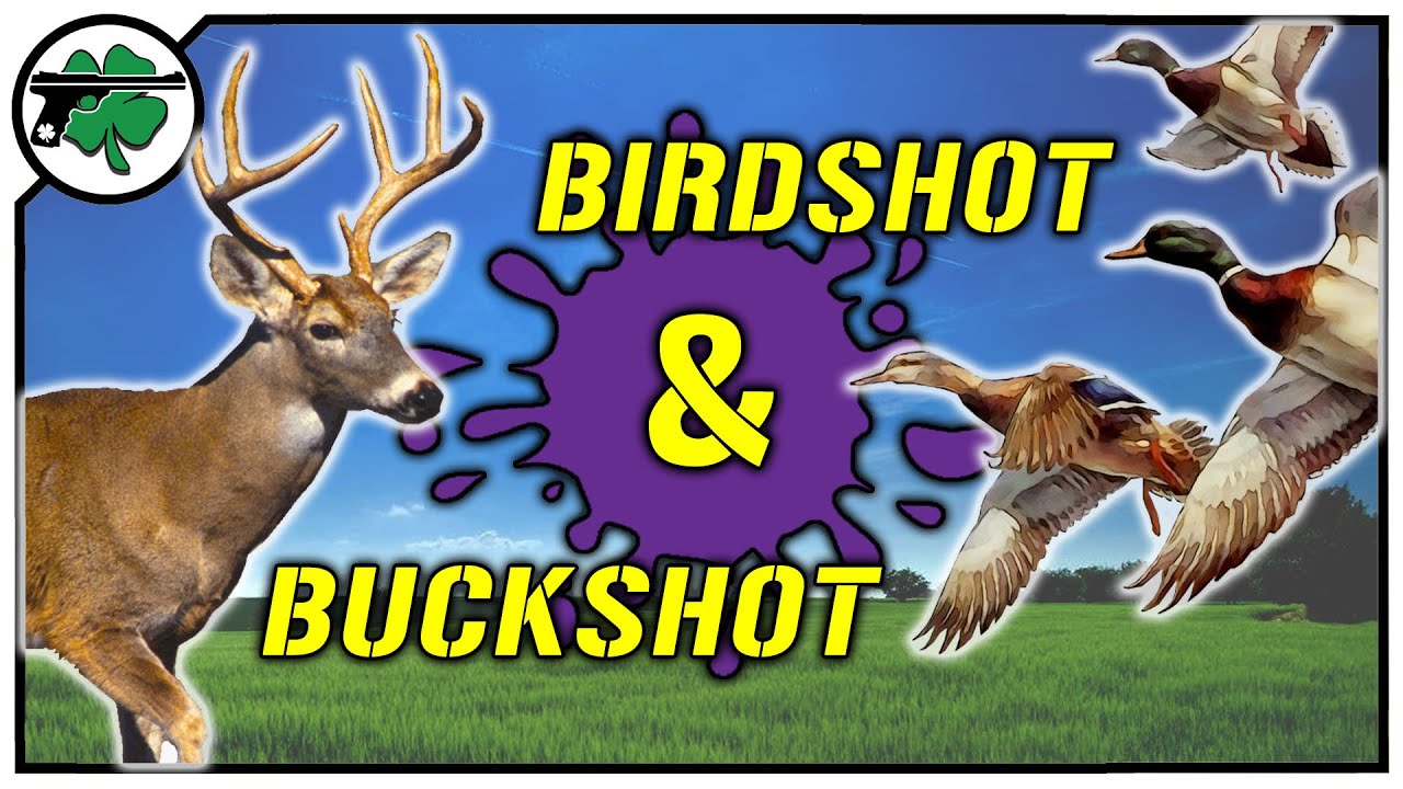 Shotgun Shells EXPLAINED: Birdshot 🦆 Buckshot 🦌 Slugs for Sport ...