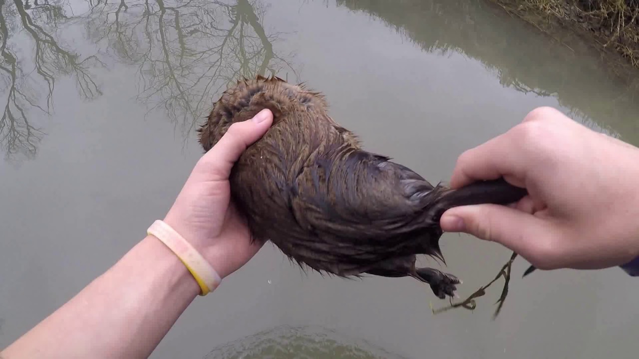 Trapping Ohio Furbears!! - YouTube