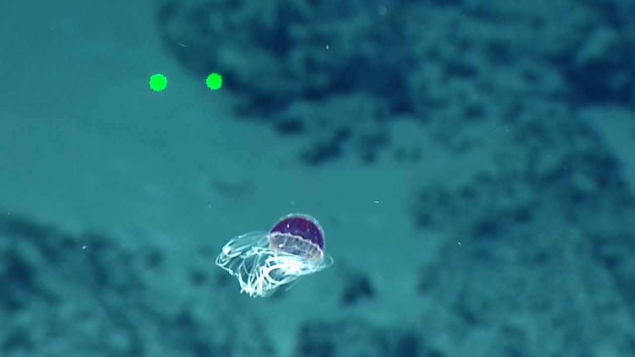Beautiful Purple Deep Sea Hydromedusa | Nautilus Live - YouTube