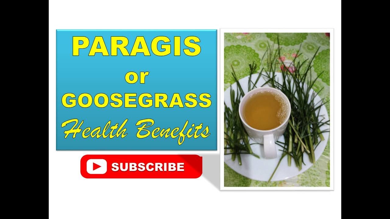 PARAGIS or INDIAN GOOSEGRASS HEALTH BENEFITS - YouTube