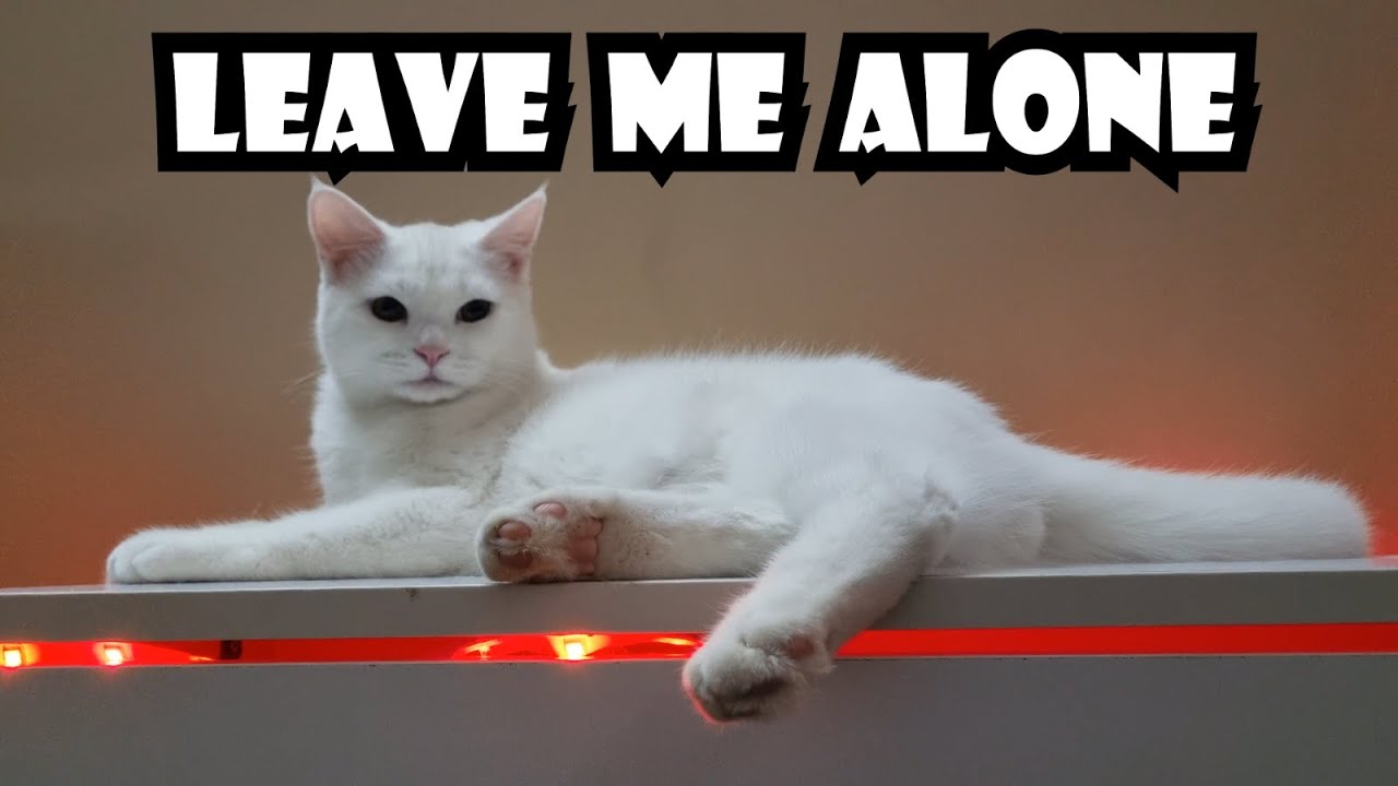 leave me alone human/ catflix 💎 - YouTube