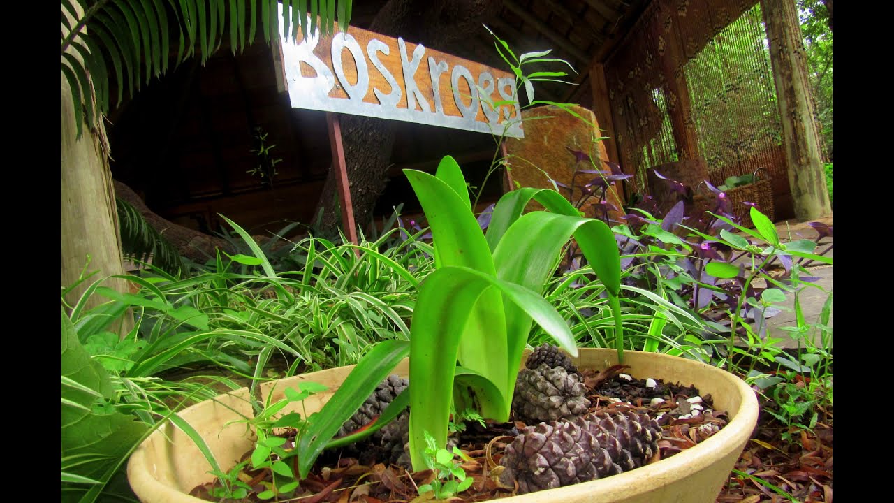 Bosboma Bush Bar Boskroeg - YouTube