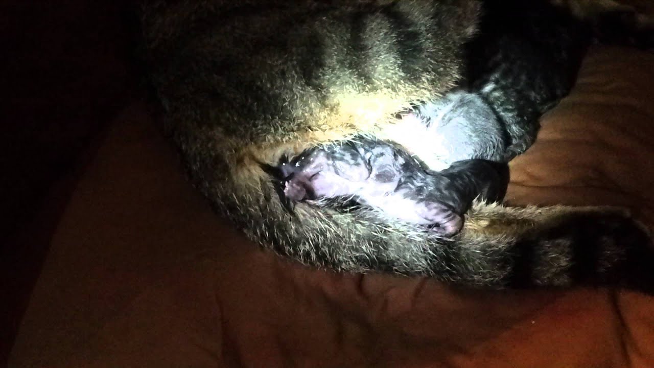 My cat giving birth to a kitten (graphic) - YouTube