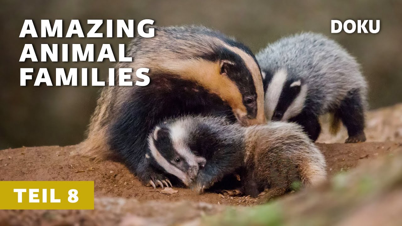 Amazing Animal Families - Episode 8 (Tierdoku | entspannende Doku ...