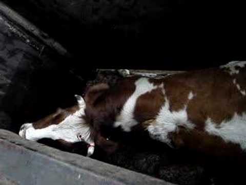 Sacrificio de una vaca - Matadero Concon Chile - YouTube