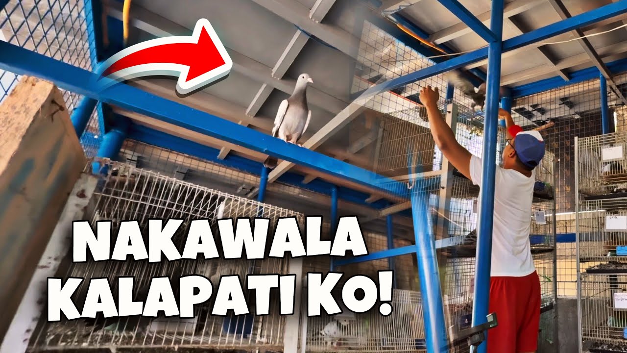 TUMAKAS YUNG KALAPATI KO - YouTube
