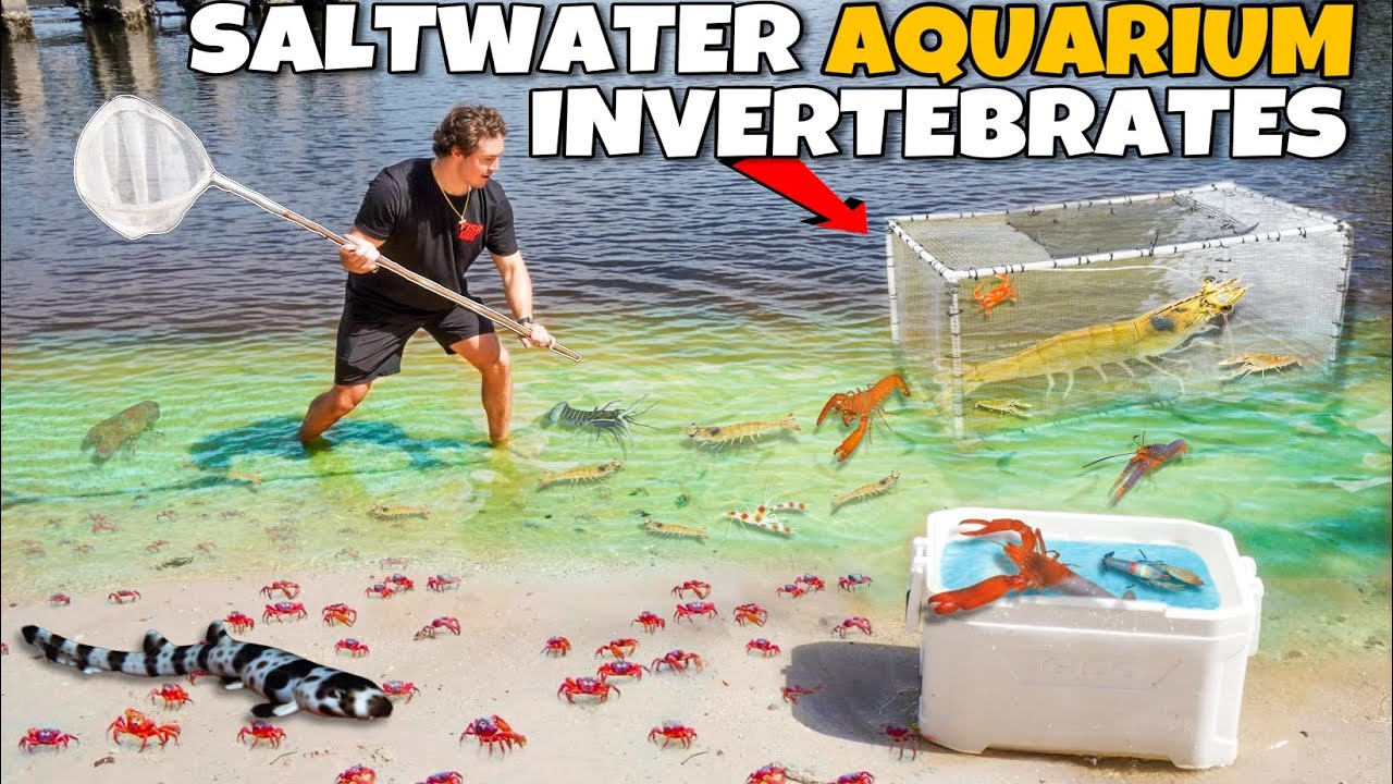 NETTING Tons Of Aquarium INVERTEBRATES For My SALTWATER PONDS and ...