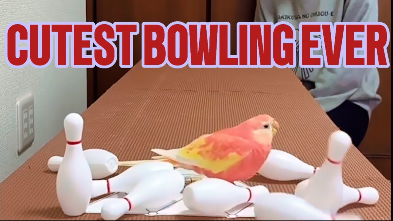 Funny Parrot Bowling Video | Cute Bird Knocks Down Pins - YouTube