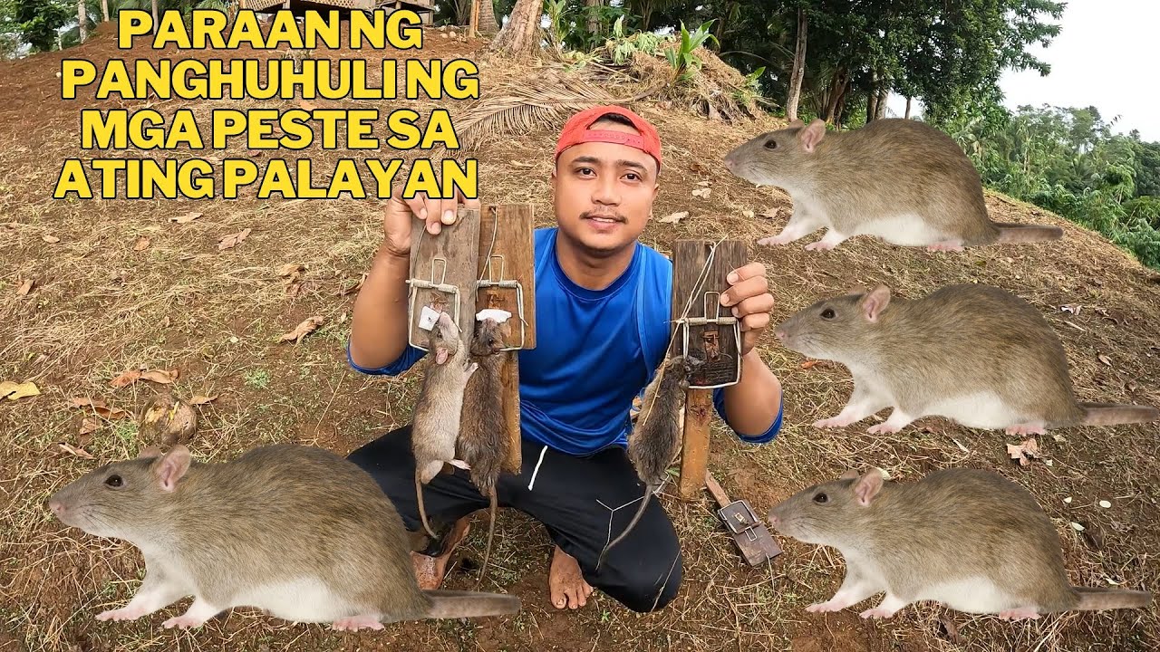 May na huli tayong mga peste laking bagay sa ating palayan at pagtulong ...