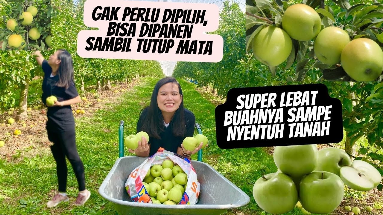 AKHIRNYA PANEN APEL GOLDEN PREMIUM LAGI | SAKING BANYAKNYA SAMPE PAKAI ...