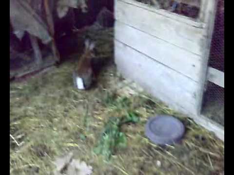 Germanski Terier na 45 dena & Zajak - YouTube