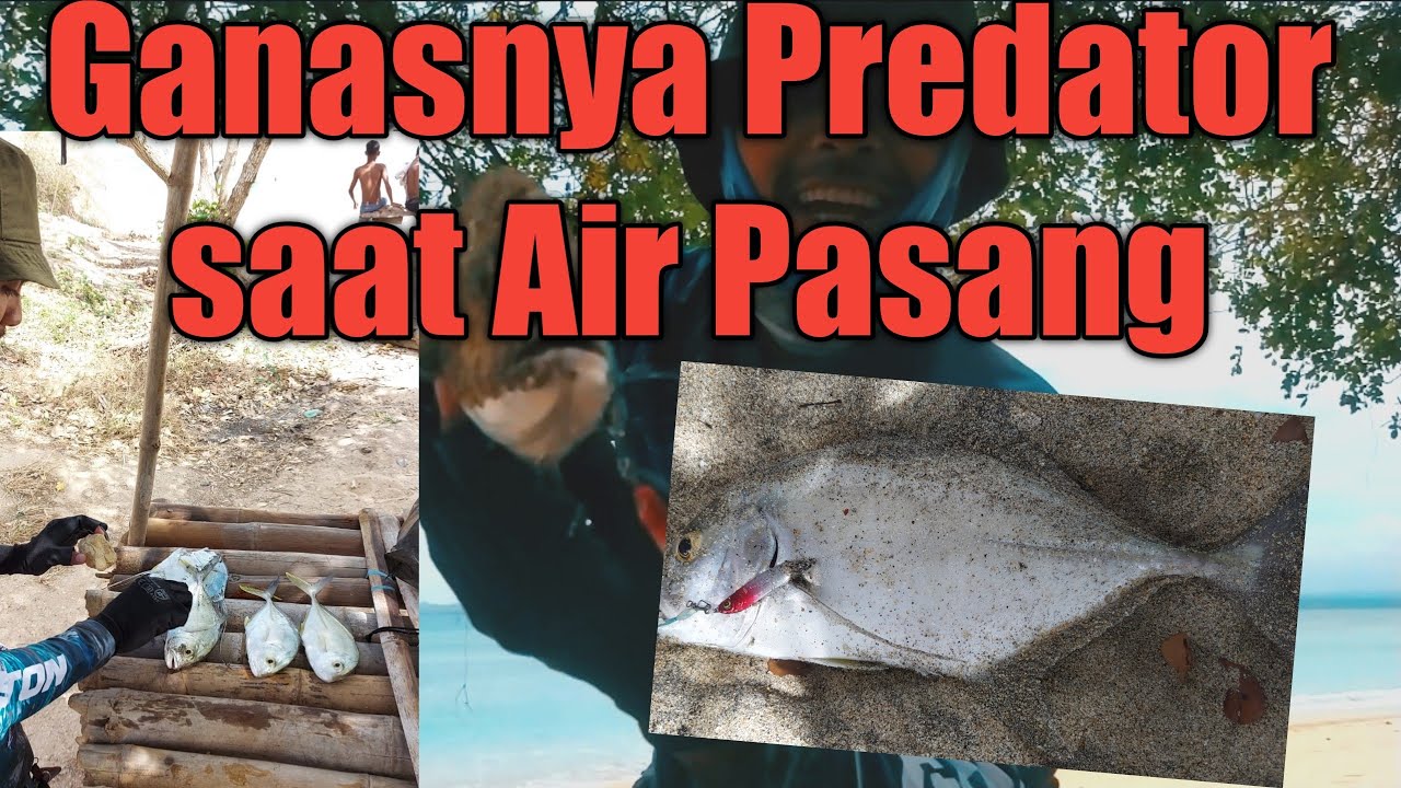 Land based Fishing, berburu Ikan Predator | relix Capung 762 (Blue ...